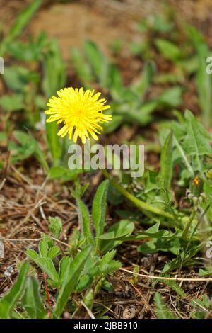 Dandelions in bloom. Quebec,Canada Stock Photo - Alamy