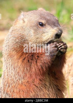 Portrait of a marmot eating grass Stock Photo - Alamy