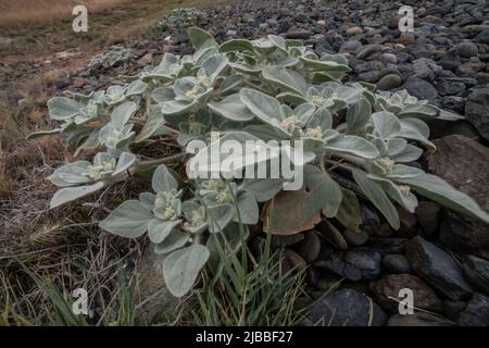 Croton setiger called turkey mullein and dove weed, a native plant to ...
