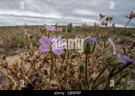 Mediterranean Stork's-bill (Erodium botrys Stock Photo - Alamy