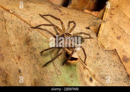 Mt Nemo - Spider Stock Photo - Alamy