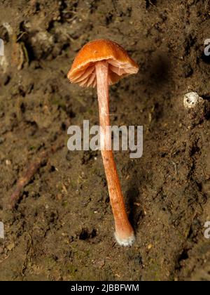 Mt Nemo - Fungi (Laccaria sp Stock Photo - Alamy