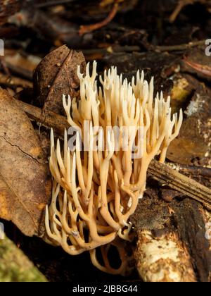 Mt Glorious - Fungi Stock Photo - Alamy