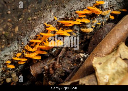 Mt Glorious - Fungi (Favolaschia calocera Stock Photo - Alamy