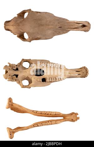 Horse jaw. Horse equine (Equus caballus) mammal with natures teeth and ...