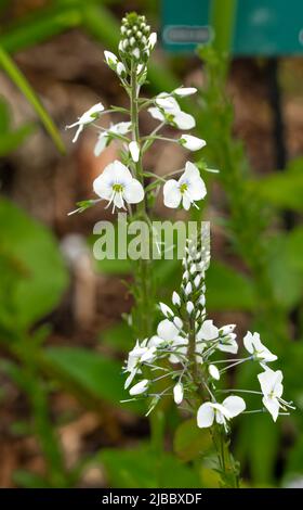 Closeup of flowering Veronica Gentianoides 'Blue Streak' Stock Photo ...