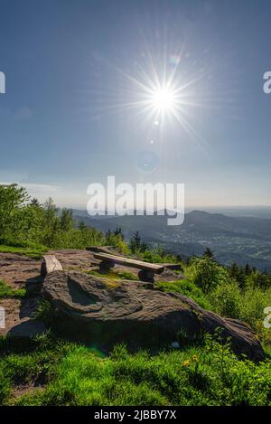 pine forest in the vosges mountains in Alsace Stock Photo - Alamy