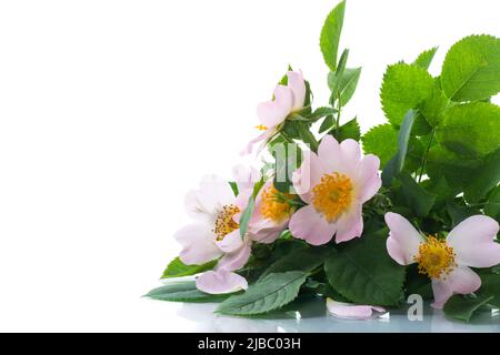 small bouquet of wild rosehip flowers, isolated on white background ...