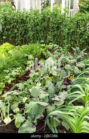 Vegetable garden with Kohl Rabi and beetroots Stock Photo - Alamy