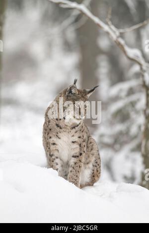 Lynx, luch in snow Stock Photo - Alamy