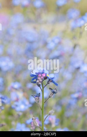 Many fresh forget-me-not flower in the garden Stock Photo - Alamy