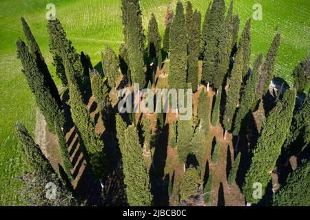 A group of cypress trees amidst Tuscan hills Stock Photo - Alamy