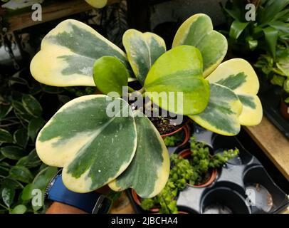 Hoya Kerri variegated. Heart shape plant isolated on white background ...