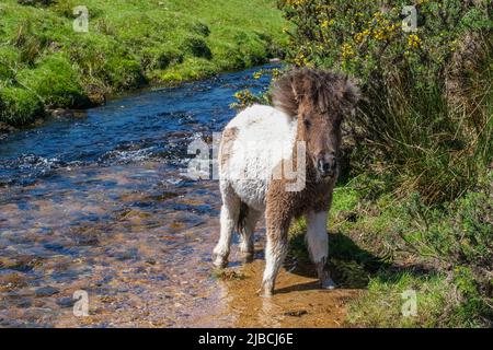 Dartmoor pony standing in a river on a summers day Stock Photo - Alamy