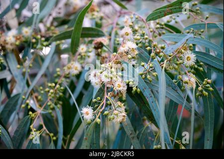 soap mallee (Eucalyptus diversifolia) plant in spring Stock Photo - Alamy