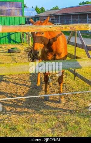 Majestic horses in north German agricultural field nature landscape ...