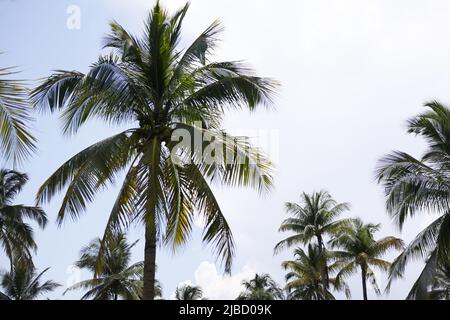 Iconic coconut palm trees in South Miami Beach Florida USA Stock Photo ...