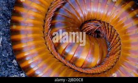 Red millipede curl on ground Stock Photo - Alamy