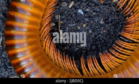 Red millipede curl on ground Stock Photo - Alamy