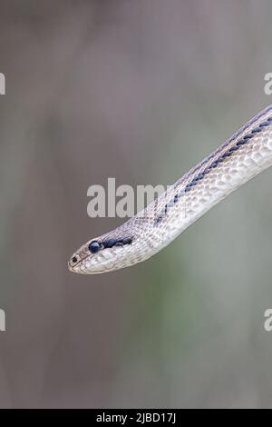 Large very dark Four-lined Snake (Elaphe quatuorlineata) on the Island ...