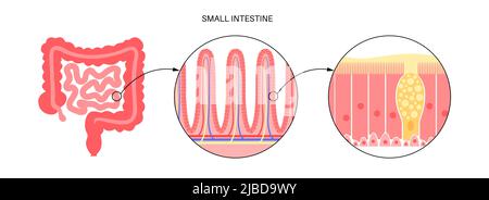 Small intestine anatomical structure. Villi and epithelial cell with ...