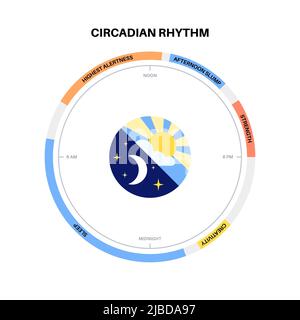 The circadian rhythm and sleep-wake cycle: how exposure to sunlight ...