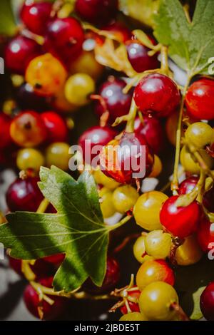 Ripe barberry berries lie on the asphalt surrounded by fallen autumn ...
