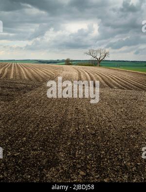 Ploughed field and view across the Wolds with tree on the horizon and ...