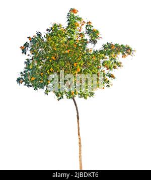 Accacia tree isolated on white background Stock Photo - Alamy
