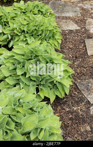 Hosta garden Hosta Gold Edger Stock Photo - Alamy