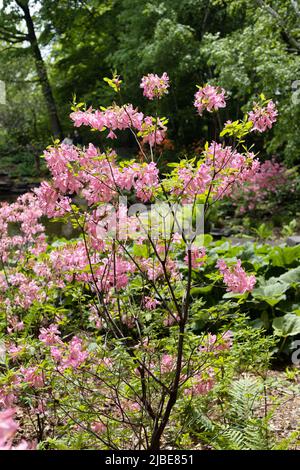 Rhododendron 'Candy Lights' azalea Stock Photo - Alamy