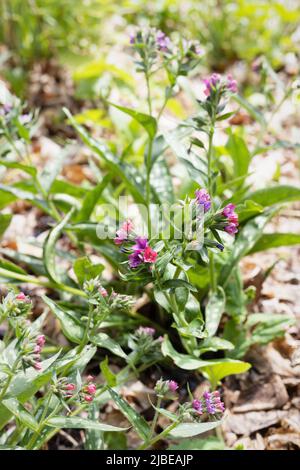Pulmonaria 'raspberry splash' lungwort Stock Photo - Alamy
