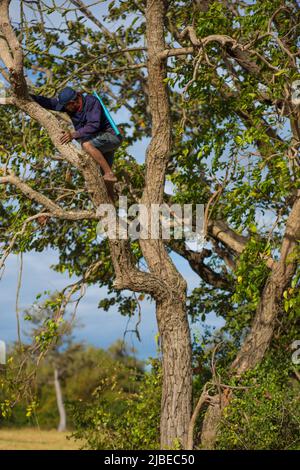 Life style farmer thai.farmers are climbing trees Stock Photo - Alamy