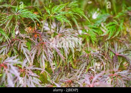 A lush and beautiful feather maple plant Stock Photo - Alamy