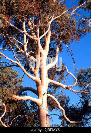 Eucalyptus Gum Trees, Southwest Australia Stock Photo - Alamy