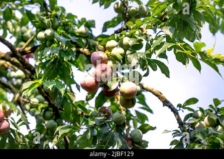 Ripe blue plums in huge plum garden Stock Photo - Alamy
