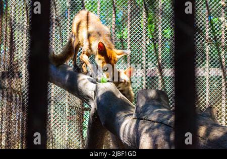 Fox at the Zoo in Seaside Park ,Varna,Bulgaria.Varna is a famous ...