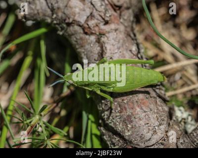 Green adult female of endemic locust Pyrgomorphella serbica on mount ...