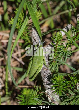 Green adult female of endemic locust Pyrgomorphella serbica on mount ...