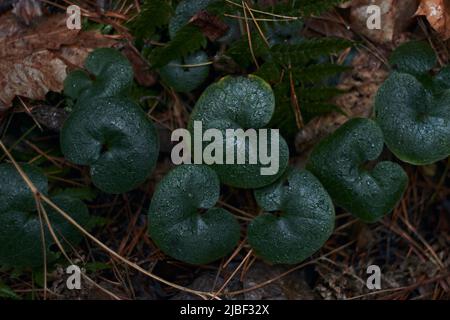 A variety of green botanical species fern clover round leafs shot in ...