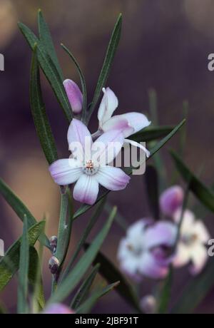Australian Pink Wax Flower (Eriostemon australasius Stock Photo - Alamy
