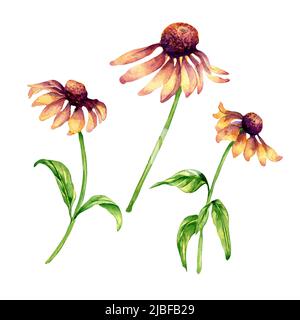 Meadow purple flower, coneflower watercolor illustration on white ...