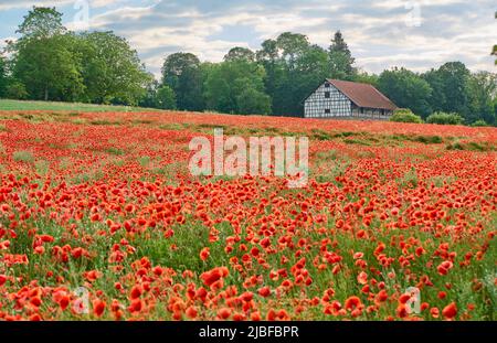 Blooming poppy field in warm evening light. Close up of red poppy ...