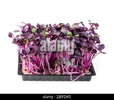 Sprouting purple cress on white background, side view Stock Photo - Alamy