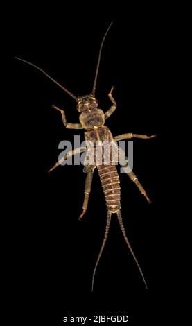 Stonefly larva (Plecoptera Stock Photo - Alamy