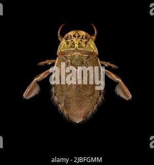 Saucer bug (Ilyocoris cimicoides Stock Photo - Alamy