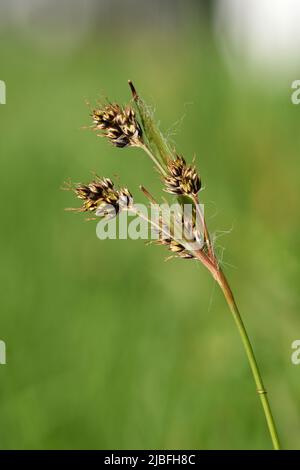Field Wood Rush (luzula campestris), also known as Good Friday Grass ...