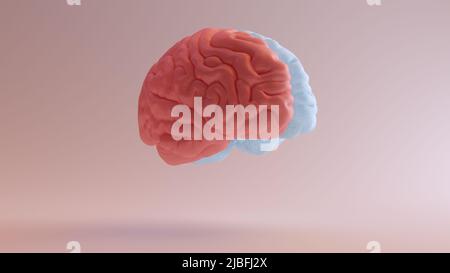 Brain anatomy, illustration. The front of the brain is at right in this ...