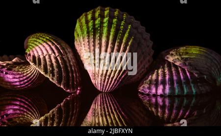 Beautiful sea old seashells in neon light. Minimalism retro style ...