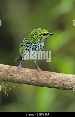 Speckled Tanager (Tangara guttata), Costa Rica, Central America Stock ...